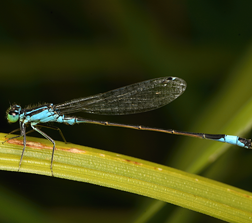dragonfly - Woodside Lodges Website